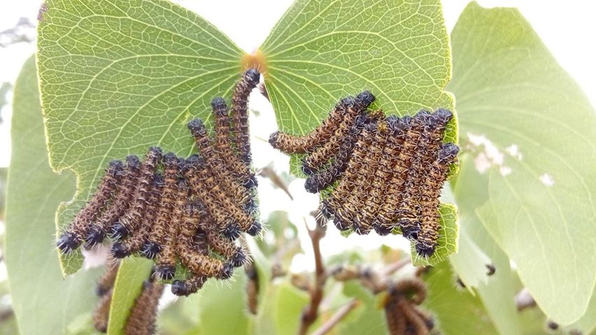 El Jardín del Calvo, el árbol de mophane – SENDERO BLOG