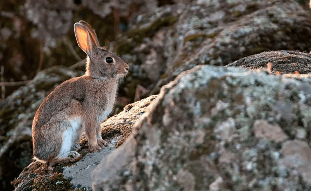 El dios y el conejo leyenda mexicana – SENDERO BLOG